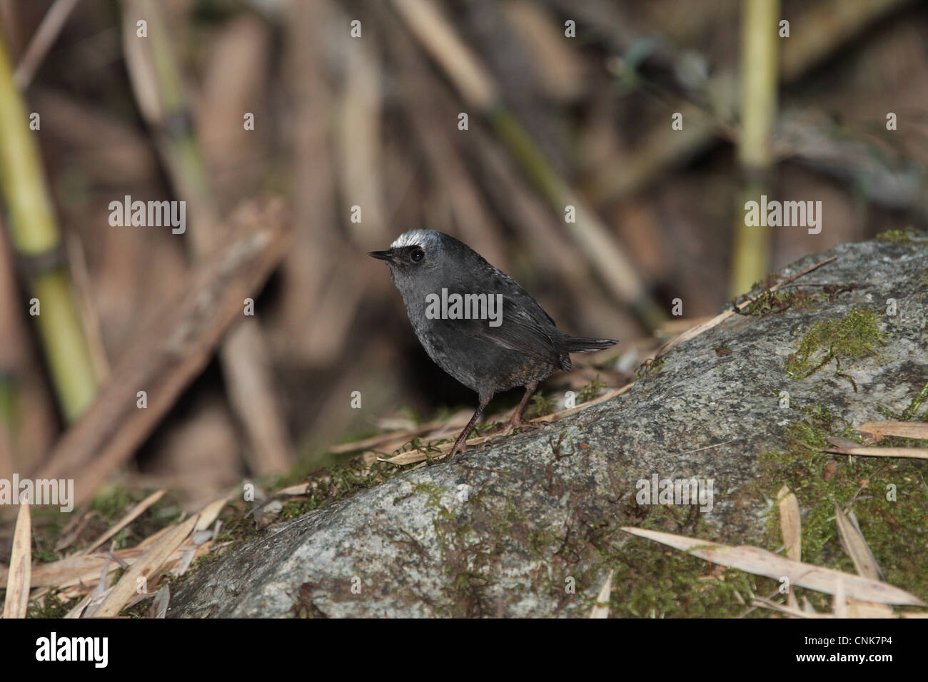Magellanic tapaculo hi-res stock photography and images - Alamy