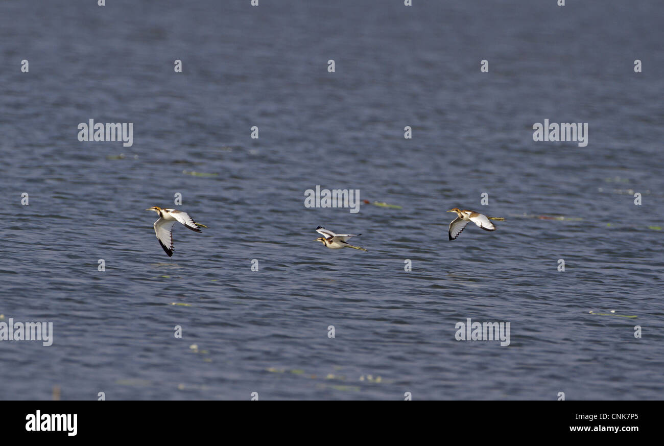 Indian pheasant tailed jacana hi-res stock photography and images - Alamy