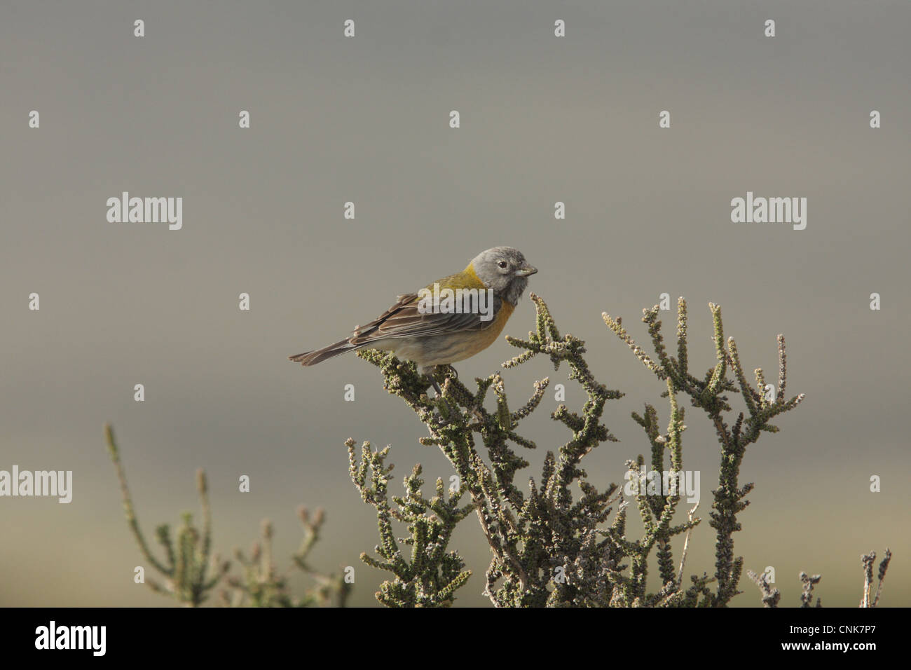 Grey hooded sierra finches hi-res stock photography and images - Alamy