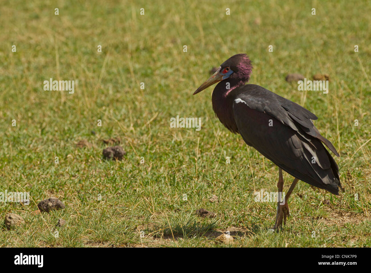 Stork tanzania hi-res stock photography and images - Alamy