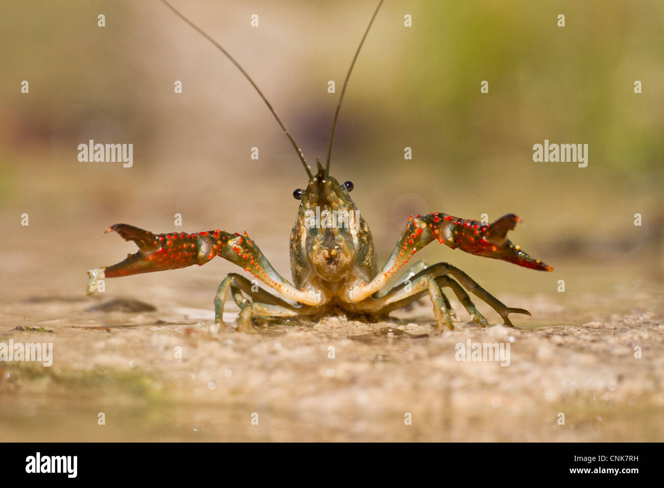 Cambarus sp hi-res stock photography and images - Alamy