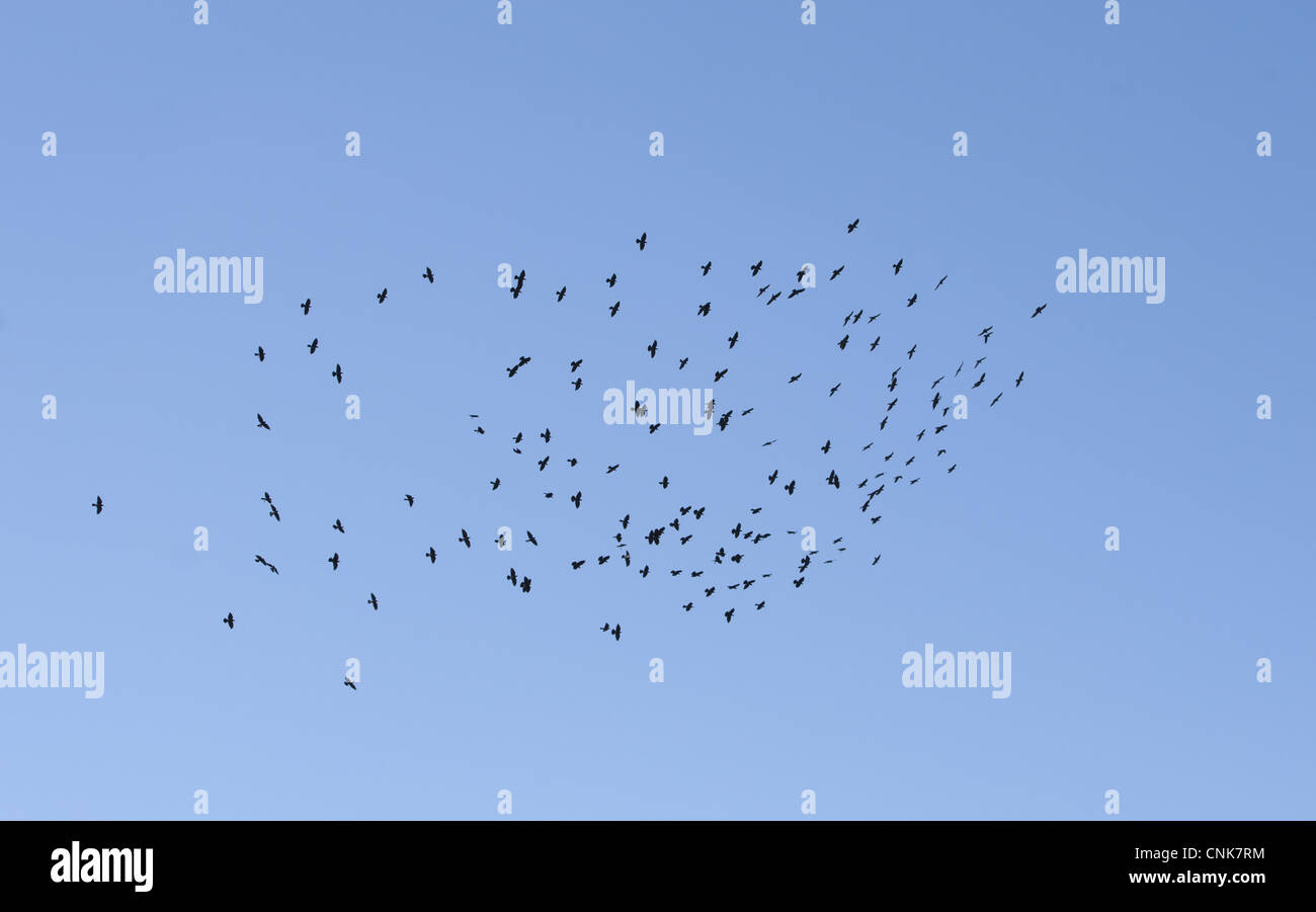 Jackdaw (Corvus monedula) flock, in flight, Northern Spain, september ...