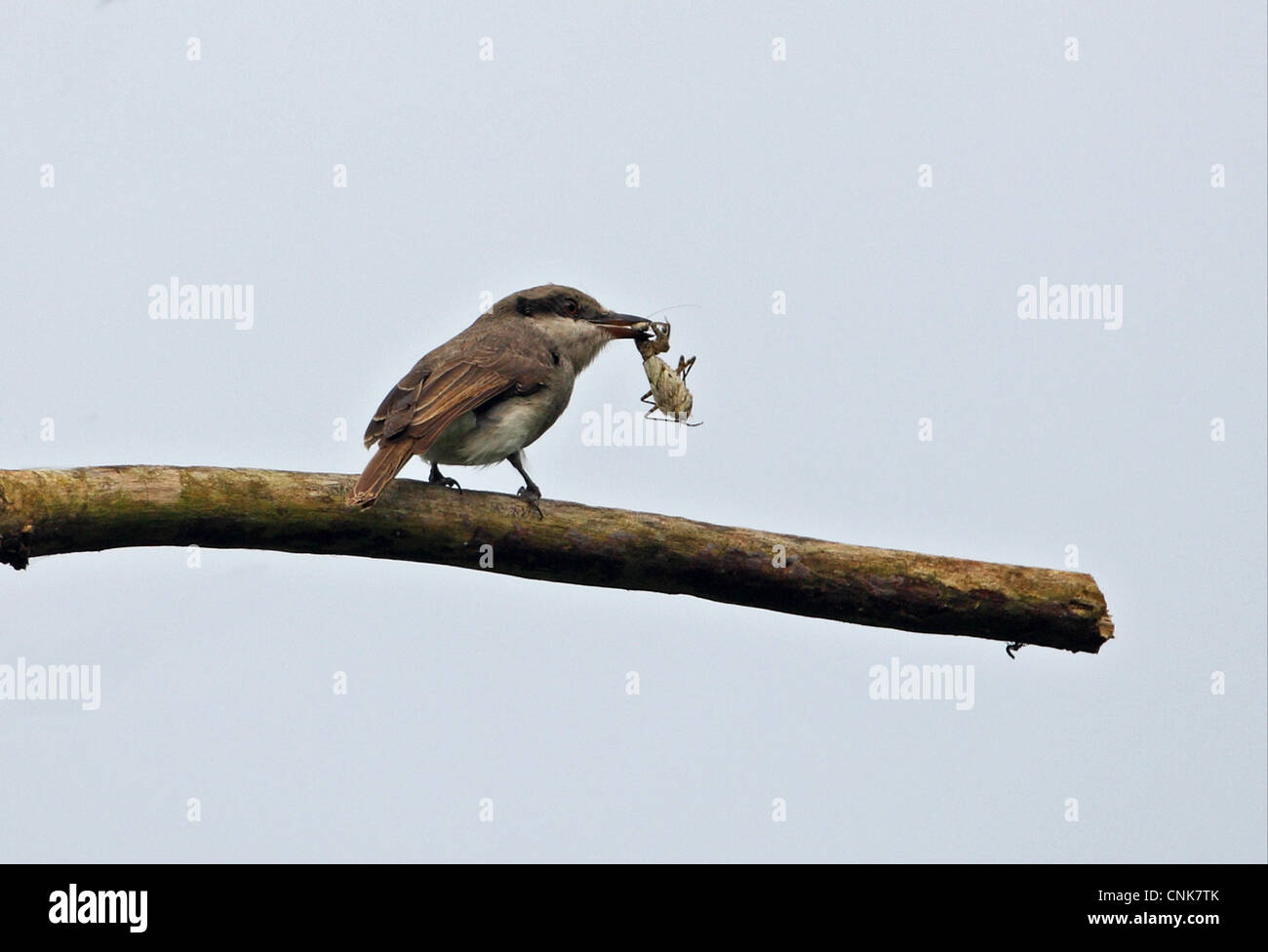 Praying mantis eating bird hi-res stock photography and images - Alamy