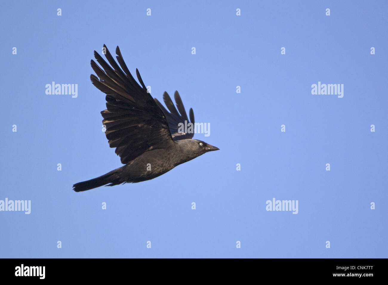 Jackdaw (Corvus monedula) adult, in flight, Suffolk, England, june ...