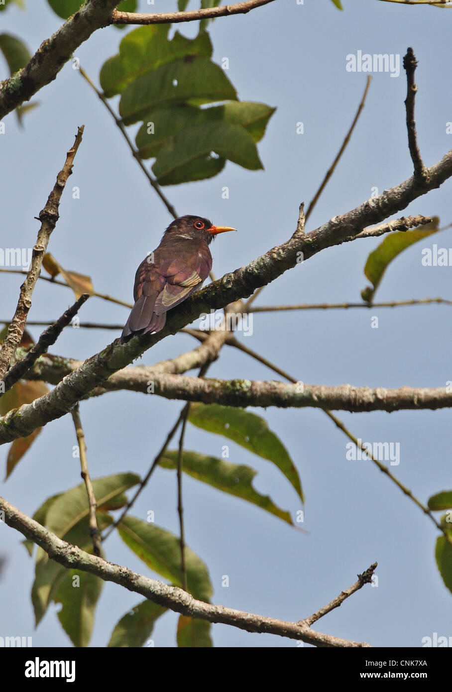 Violet Cuckoo (Chrysococcyx xanthorhynchus xanthorhynchus) adult male ...