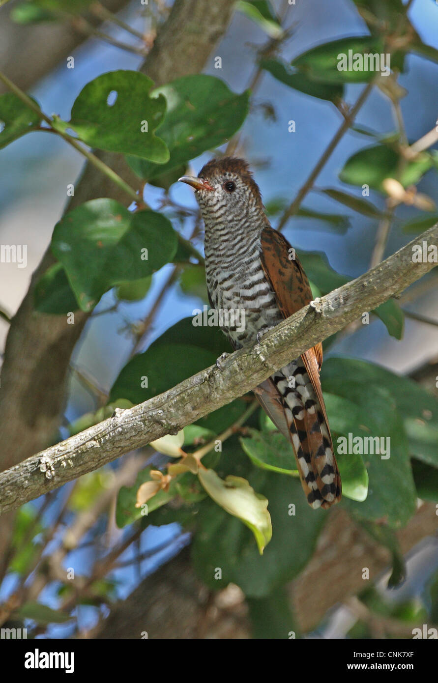 Violet Cuckoo Chrysococcyx xanthorhynchus xanthorhynchus adult female ...