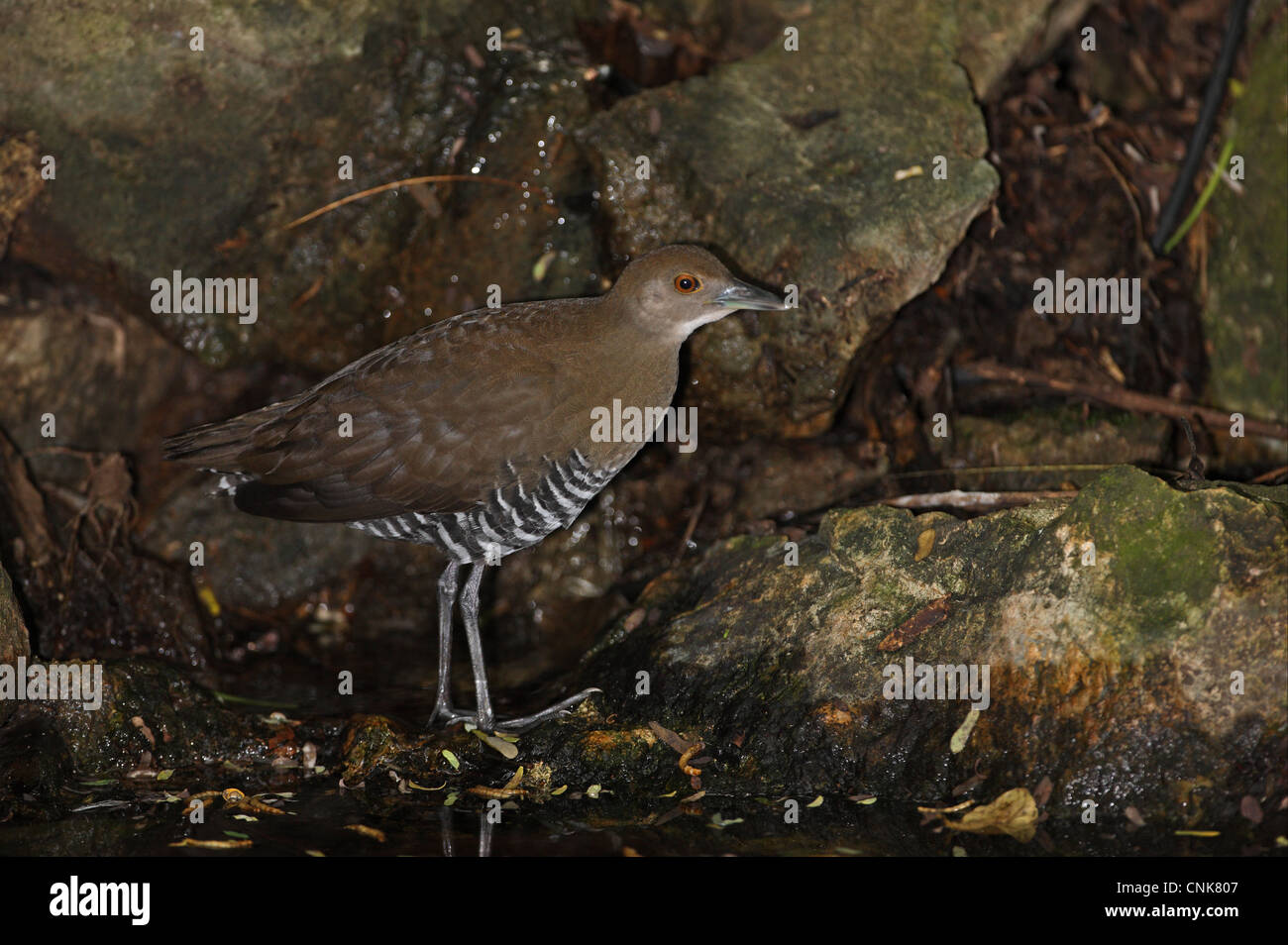 Rallina eurizonoides hi-res stock photography and images - Alamy