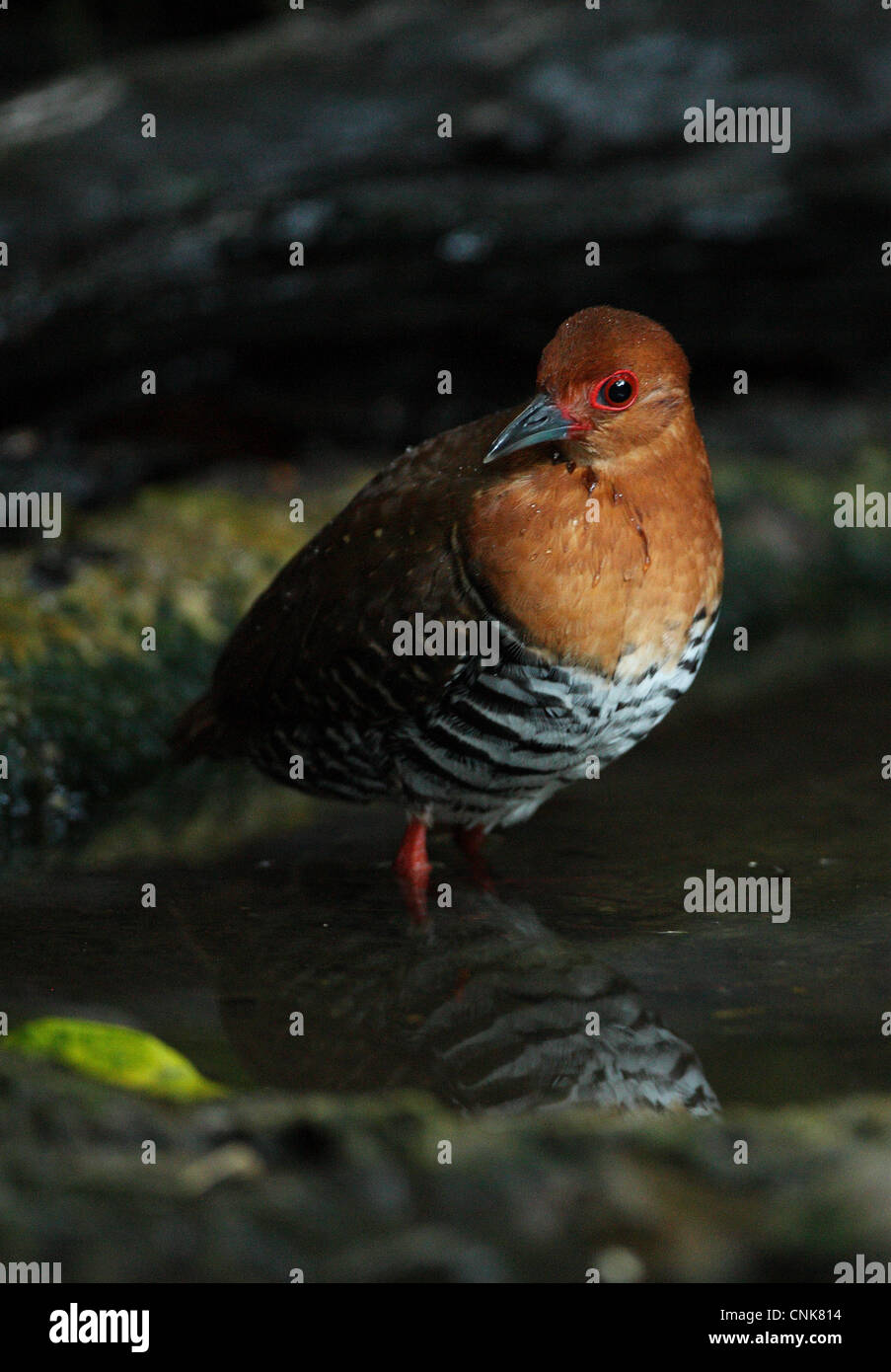Red-legged Crake (Rallina fasciata) adult, bathing in forest pool ...