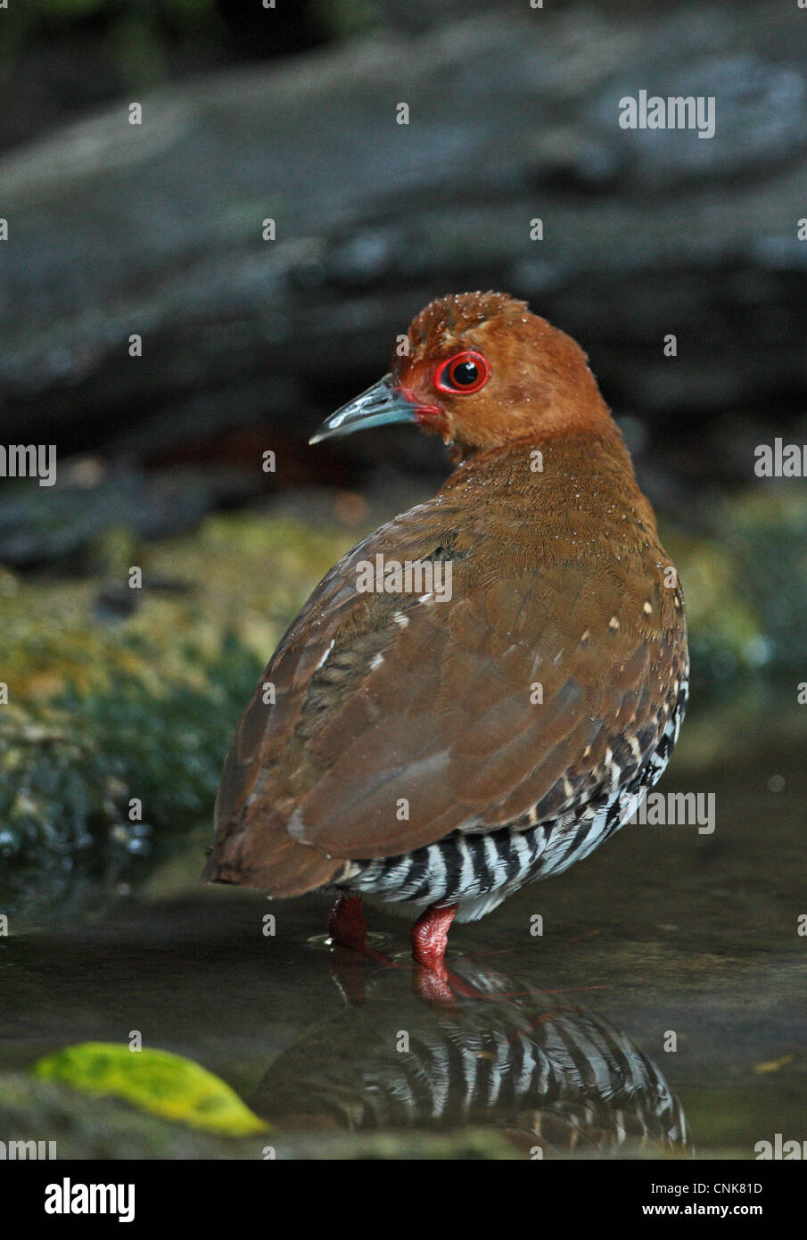 Red-legged Crake (Rallina fasciata) adult, bathing in forest pool ...