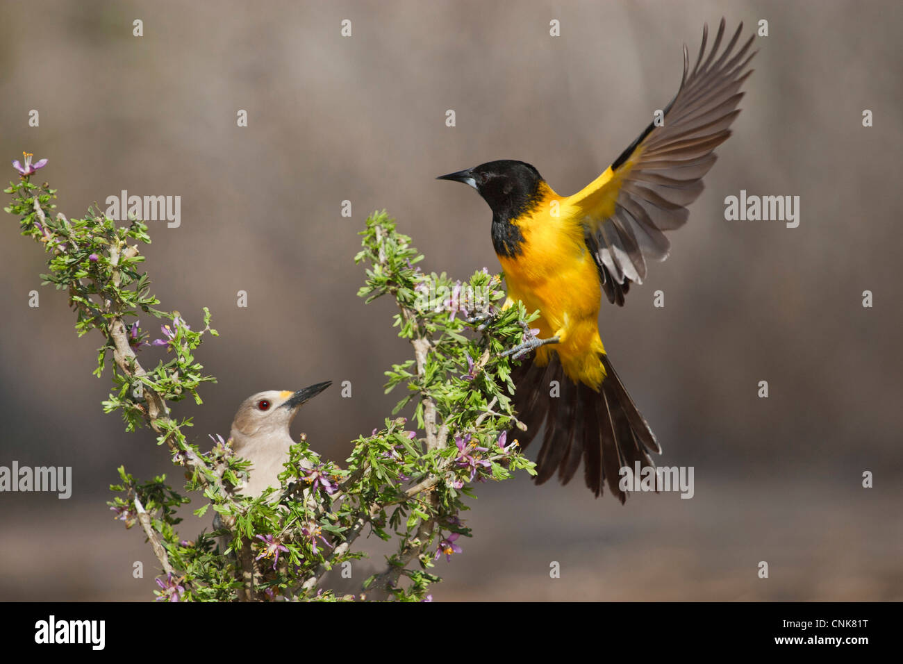North America, USA, Texas, Starr Co., Audubon's Oriole (Icterus ...