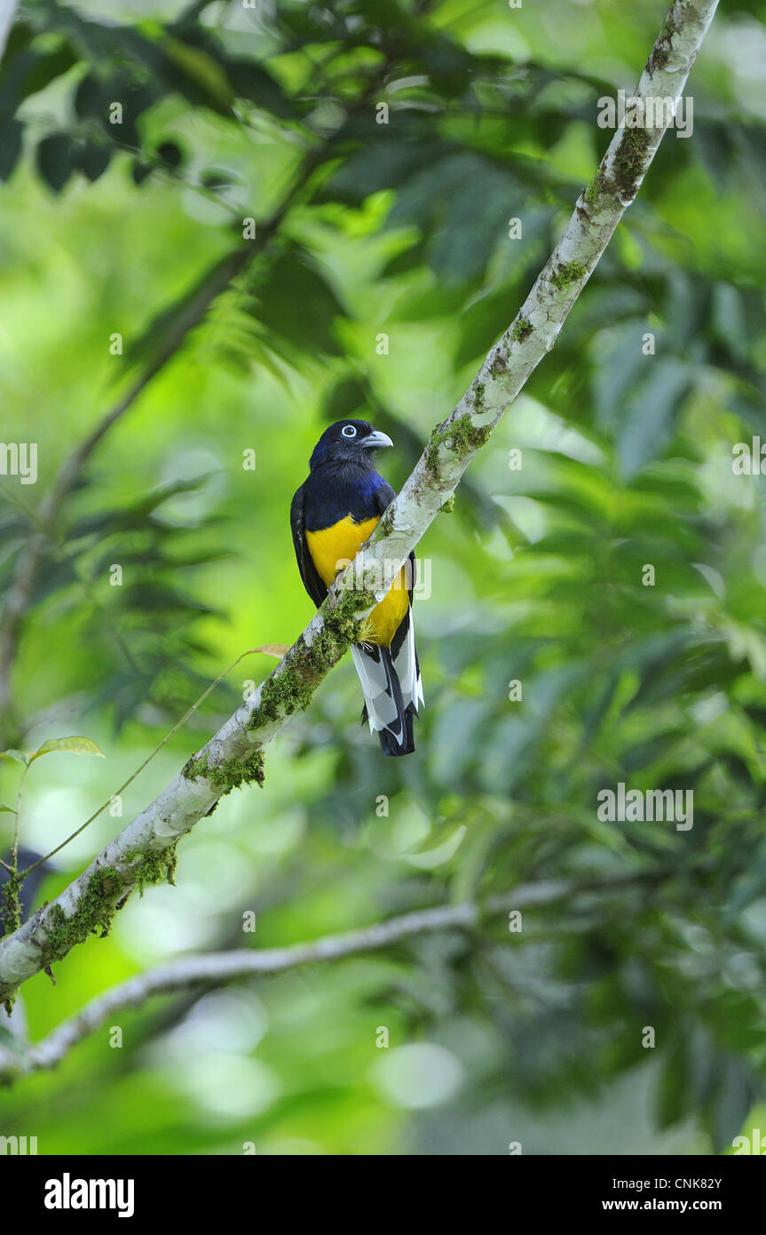 Green backed trogon trogon viridis male hi-res stock photography and ...