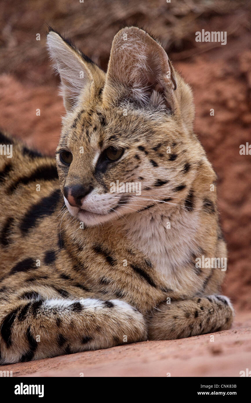 African Wild Serval Cat in Zoo Stock Photo - Alamy
