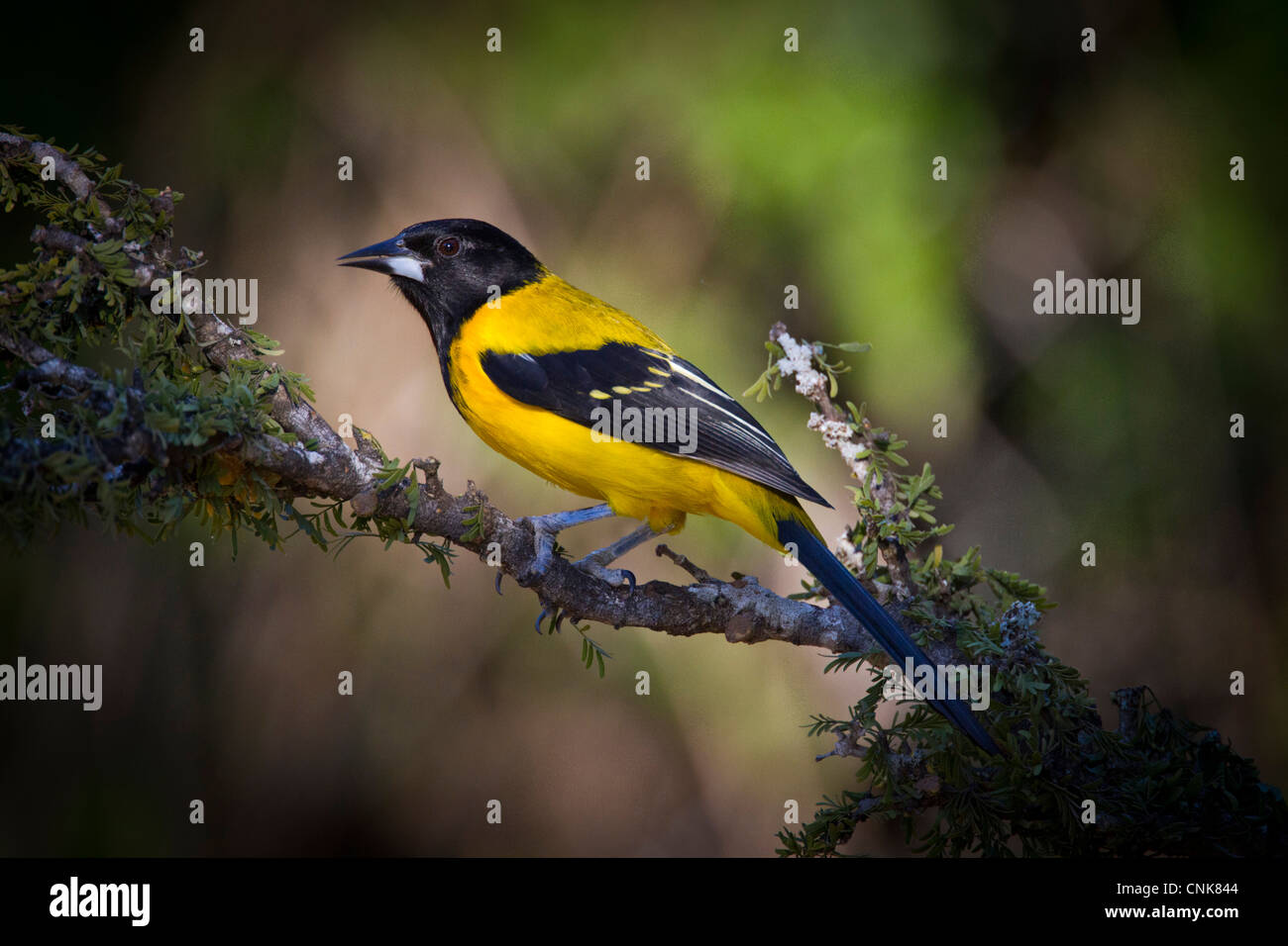 North America, USA, Texas, Starr Co., Audubon's Oriole (Icterus ...
