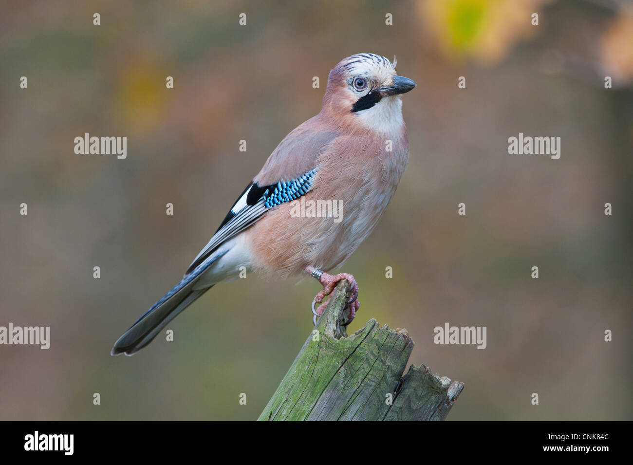 Leg ring hi-res stock photography and images - Alamy