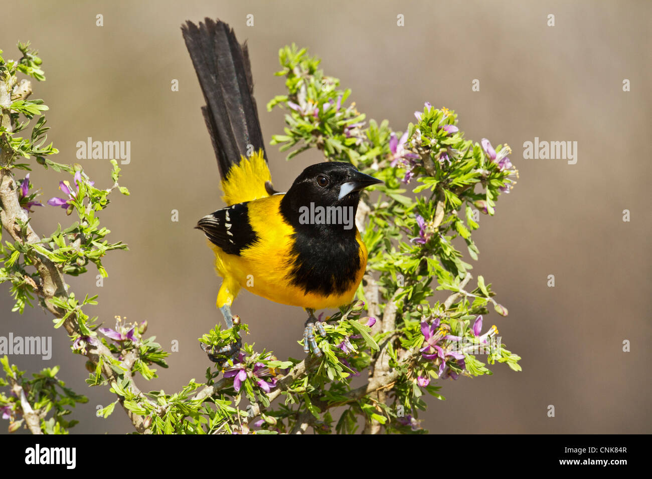 North America, USA, Texas, Starr Co., Audubon's Oriole (Icterus ...