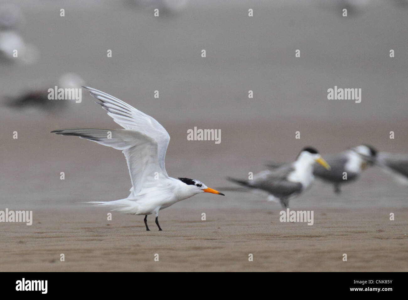 Chinese Crested Tern Thalasseus bernsteini adult non-breeding plumage ...