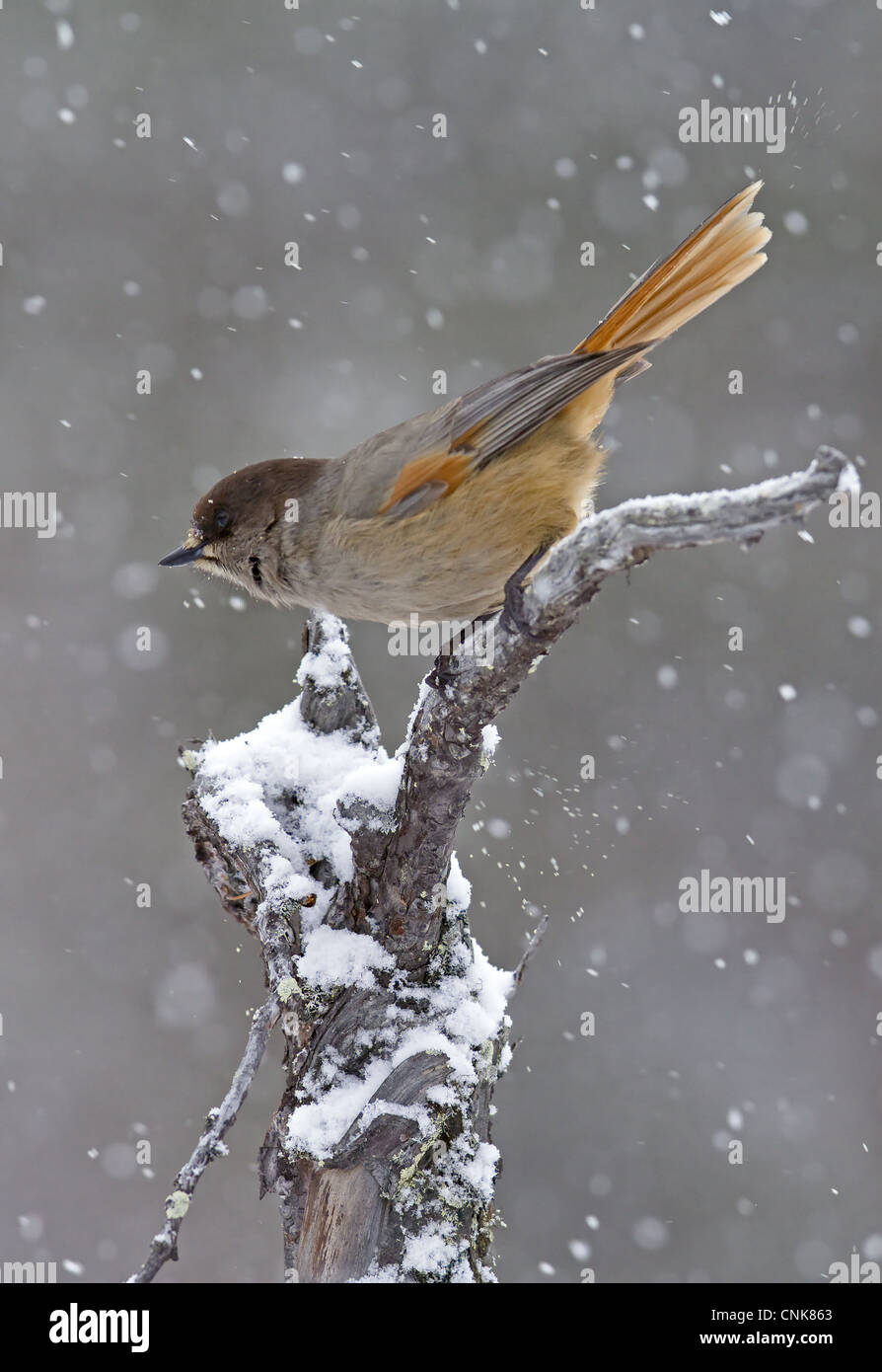 Perisoreus infaustus winter snow hi-res stock photography and images ...