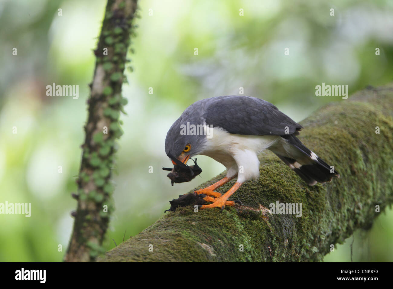 Semiplumbeous Hawk (Leucopternis semiplumbeus) adult, feeding on bat ...