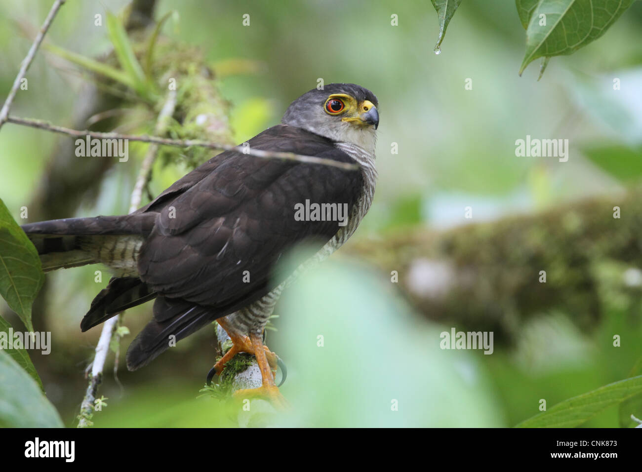Hieraspiza hi-res stock photography and images - Alamy