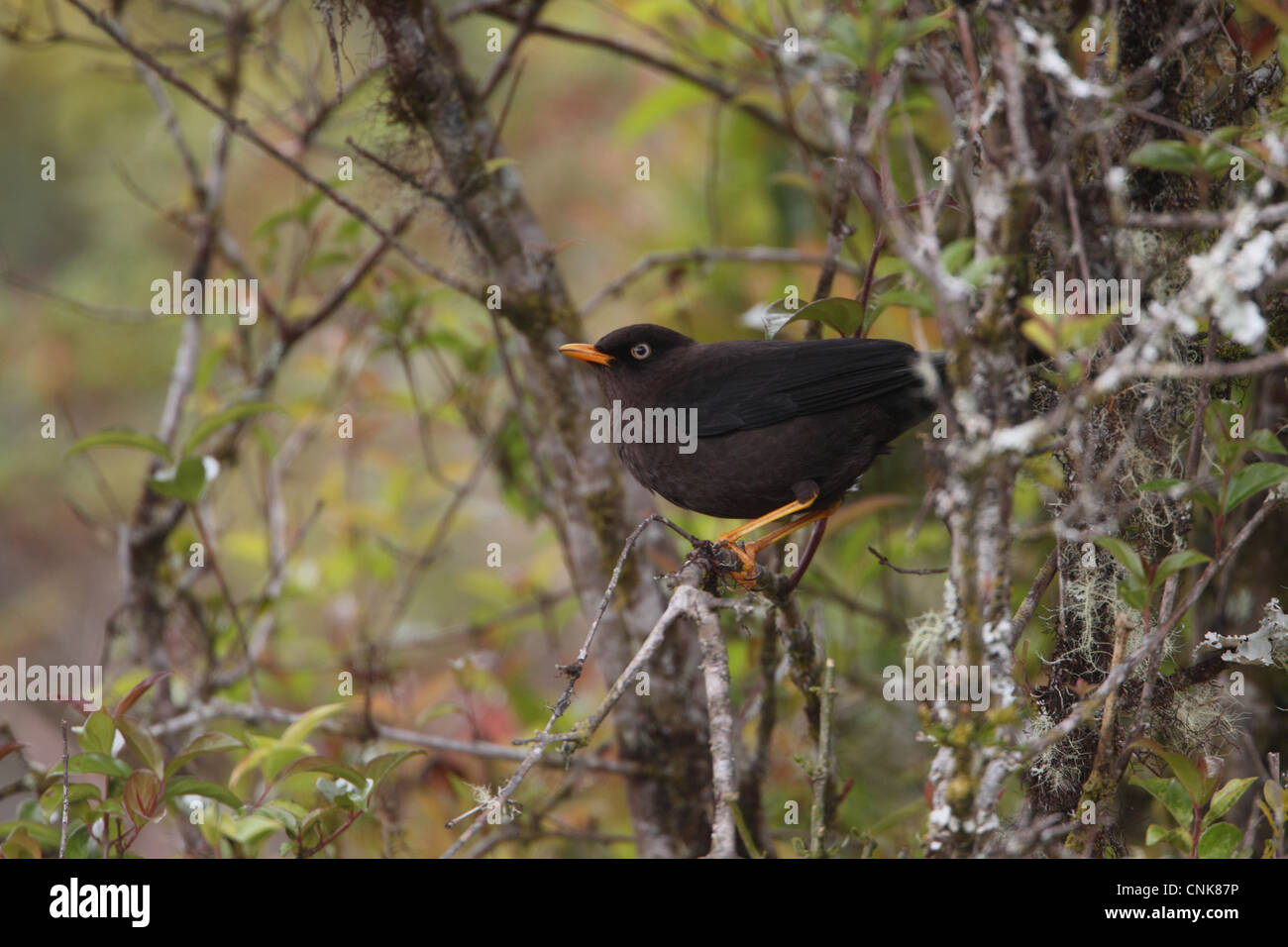 Thrush in tropical forests hi-res stock photography and images - Alamy