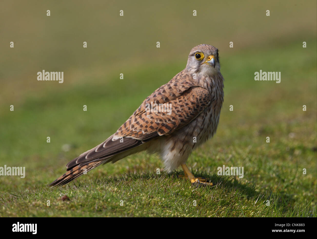 Common Kestrel (Falco tinnunculus) immature male, first summer plumage ...