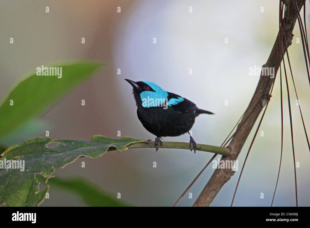 Dacnis venusta hi-res stock photography and images - Alamy