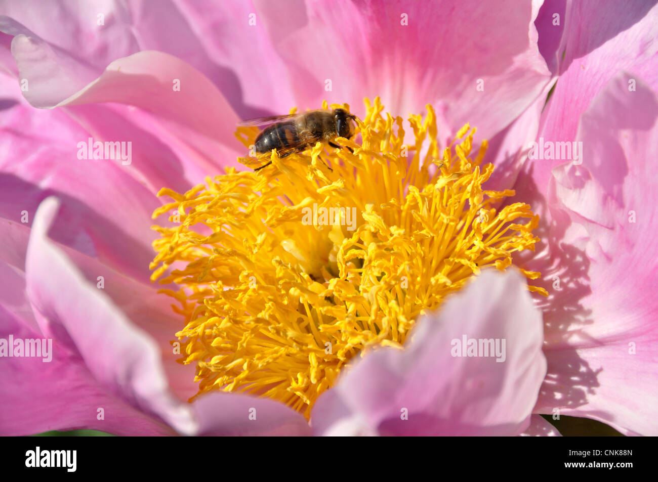 A bee on the stamens of a flower of peony Stock Photo - Alamy