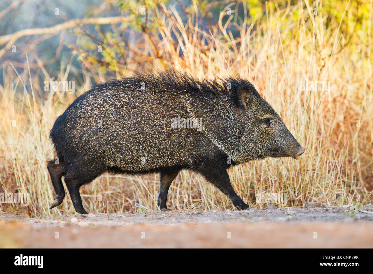 North America, USA, Texas, Starr Co., collared peccary, Pecari tajacu ...
