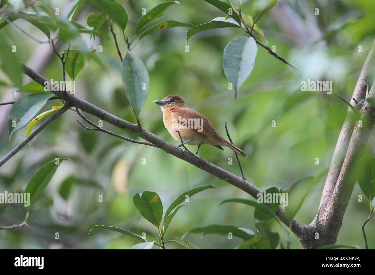 Cinnamon becards hi-res stock photography and images - Alamy