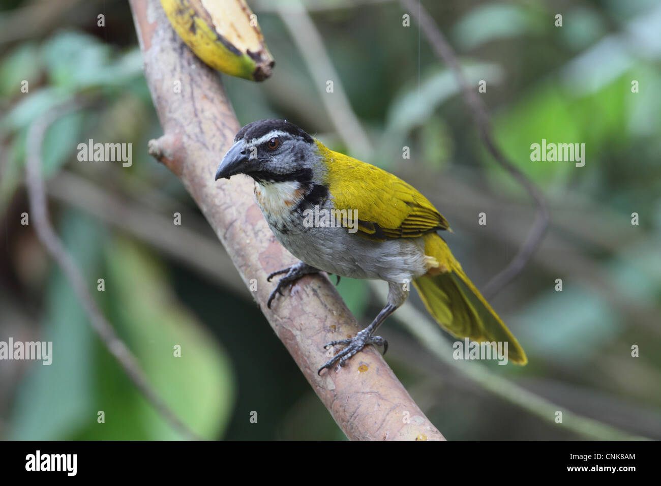 Black headed saltator saltator atriceps eats hi-res stock photography ...