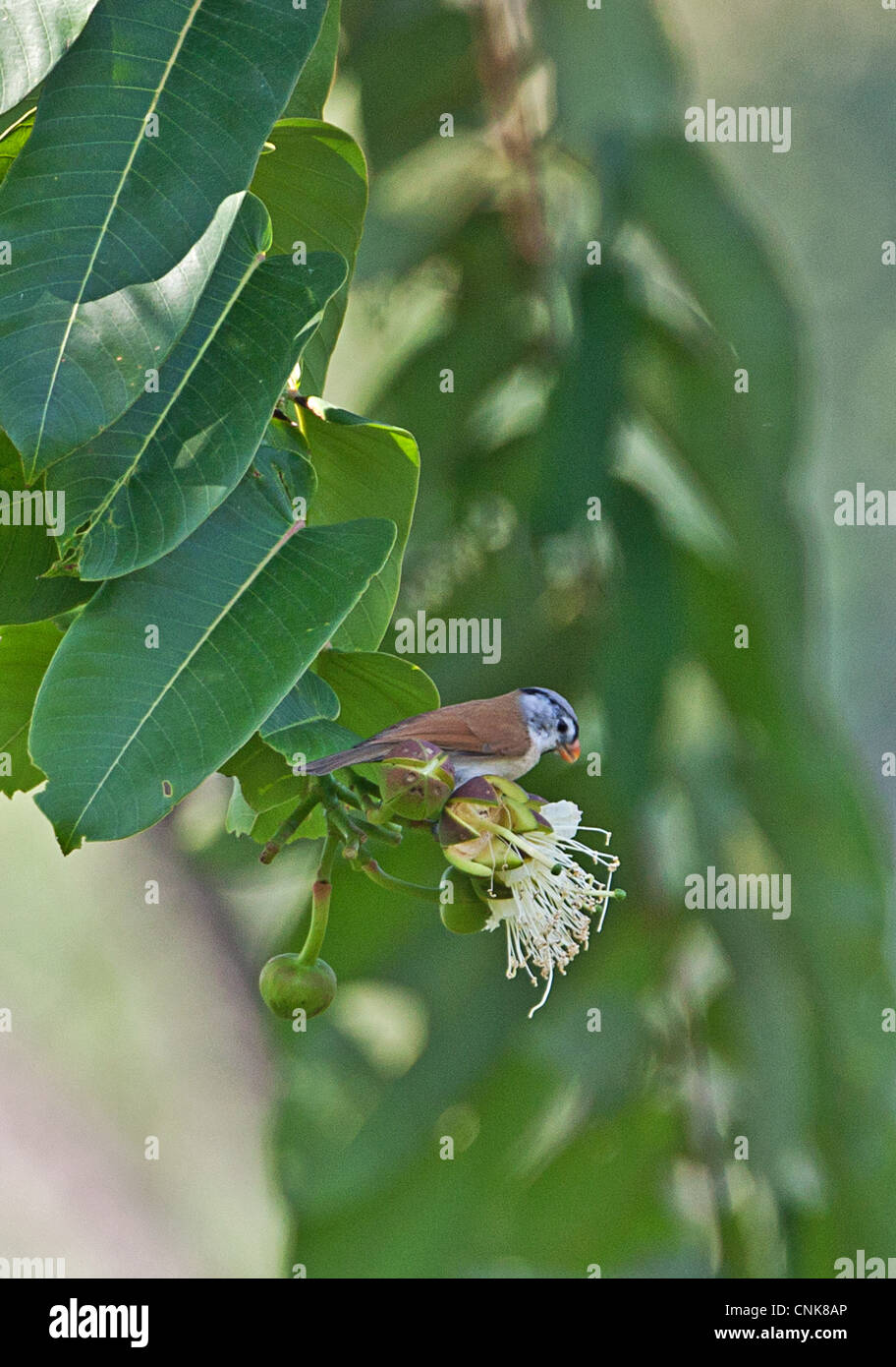 Grey-headed Parrotbill Paradoxornis gularis transfluvialis adult ...
