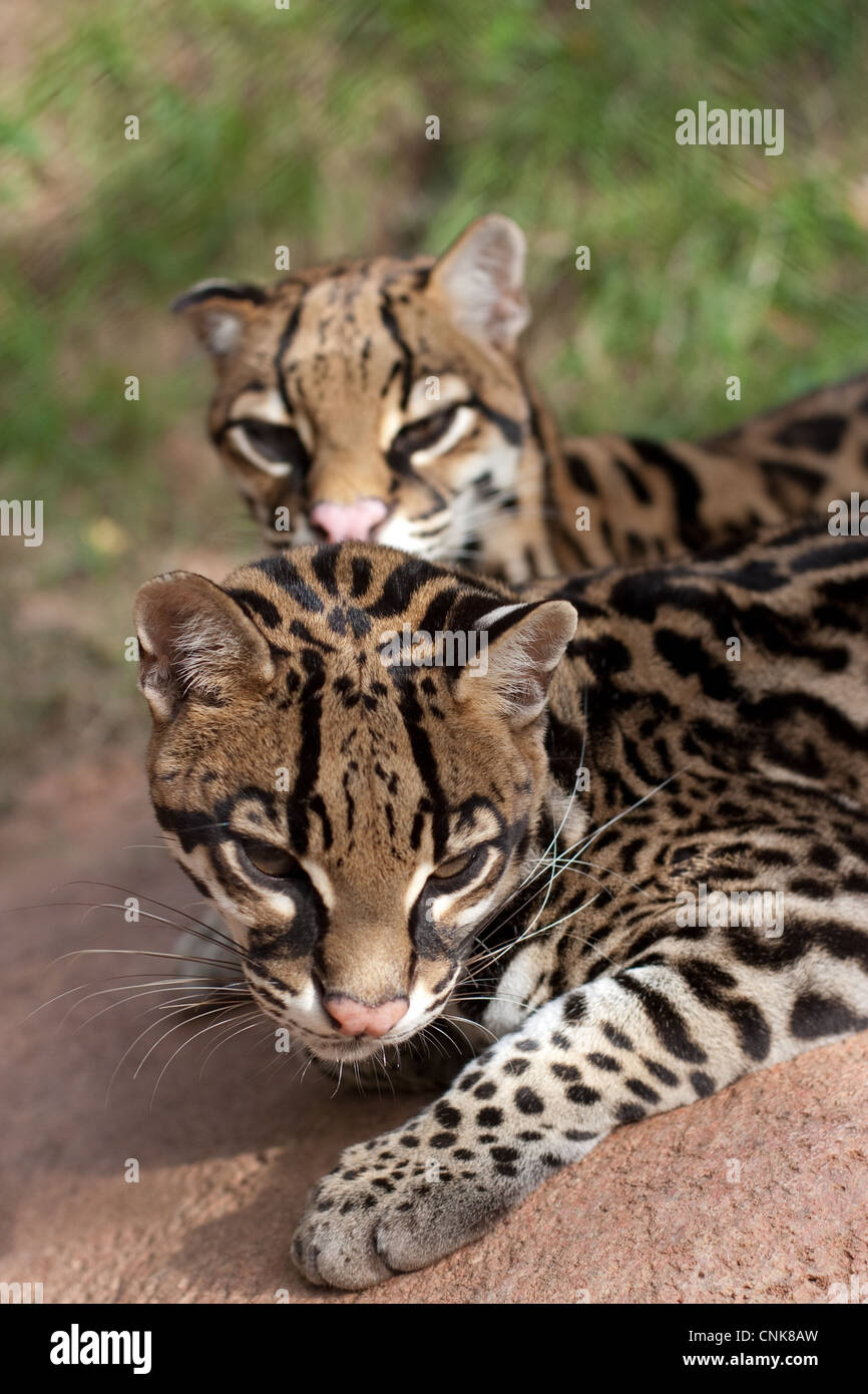 Cat Ocelot Wild Cat Stock Photo - Alamy