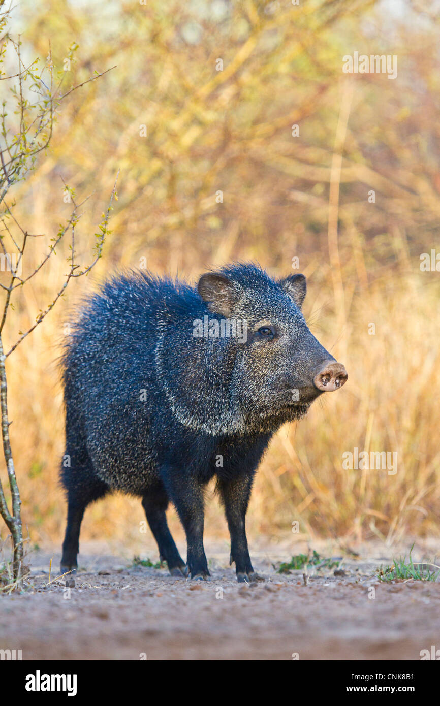 Adult alert hi-res stock photography and images - Alamy