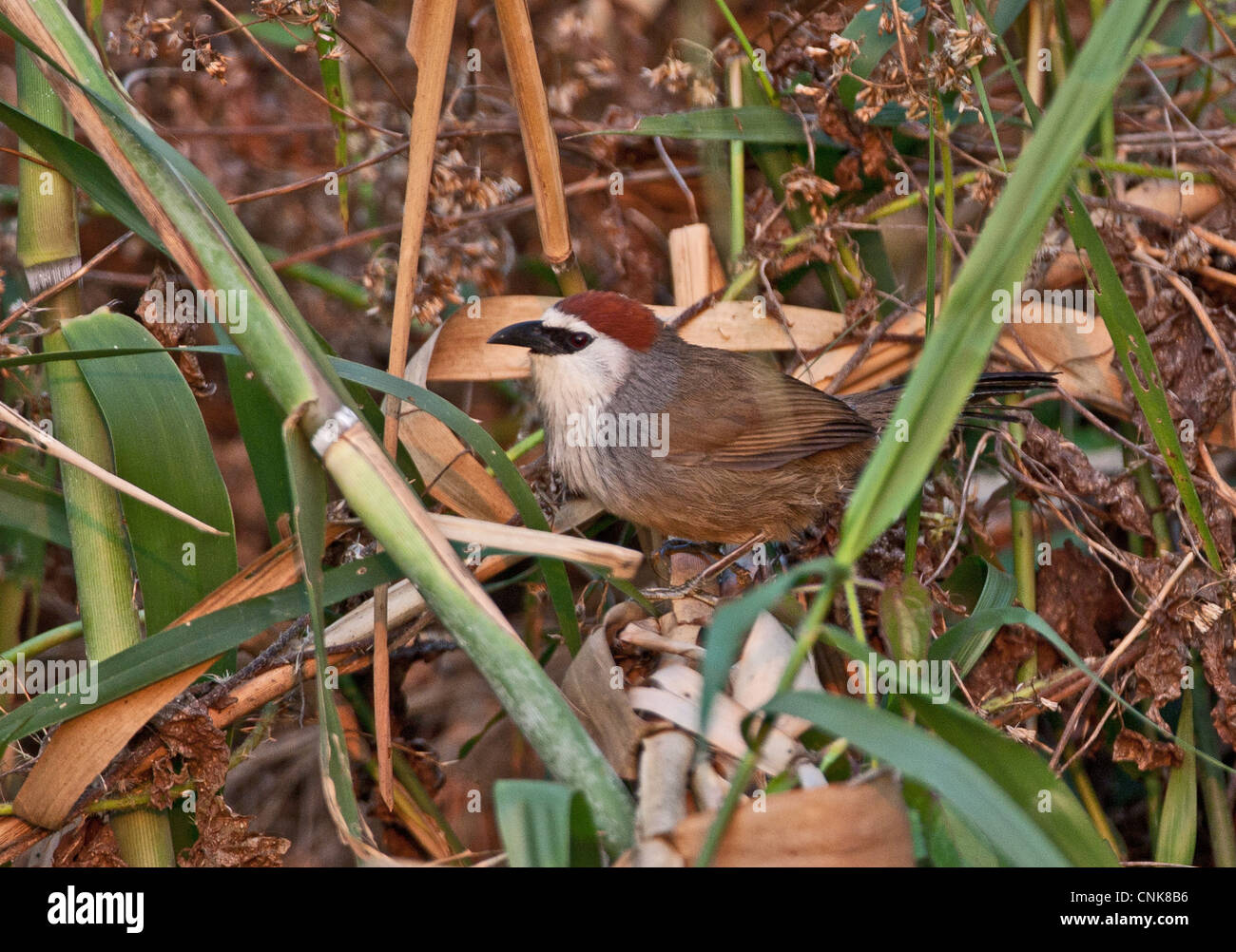 Chestnut capped babbler timalia pileata hi-res stock photography and images - Alamy