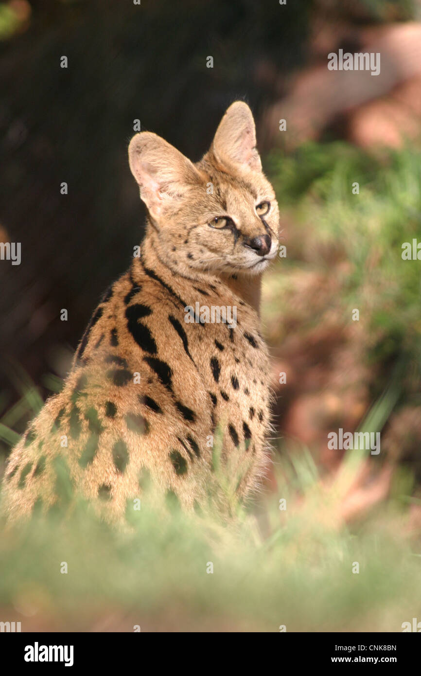 African Wild Serval Cat in Zoo Stock Photo - Alamy
