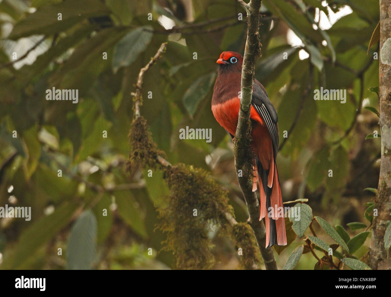 Trogons Of India High Resolution Stock Photography and Images - Alamy