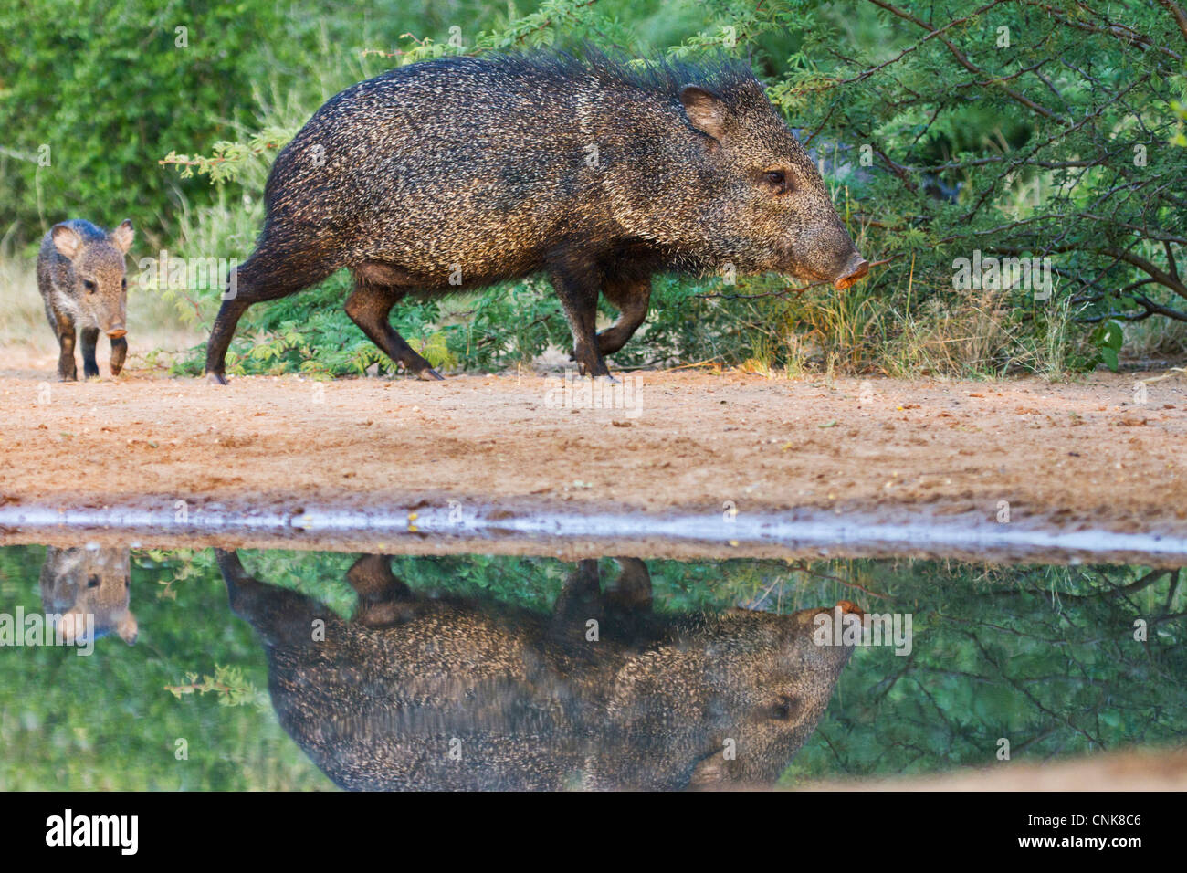 North America, USA, Texas, Starr Co., collared peccary, Pecari tajacu ...