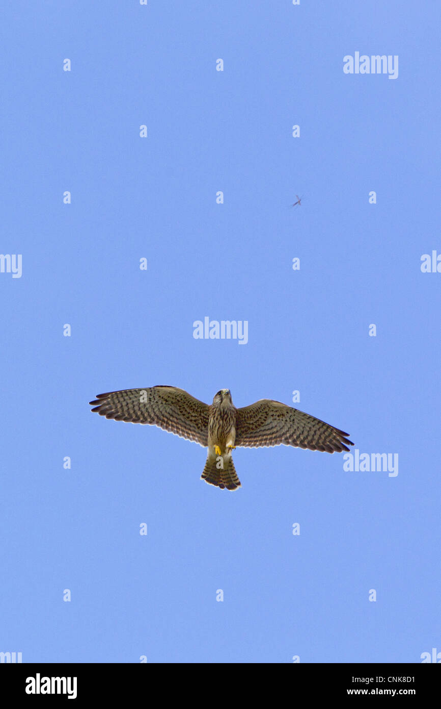Common Kestrel Falco tinnunculus adult female in flight hunting ...