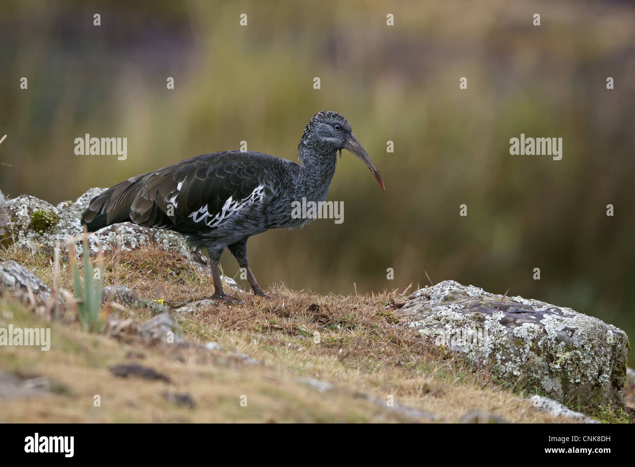 Wattled Ibis (Bostrychia carunculata) adult, standing on slope, Bale ...