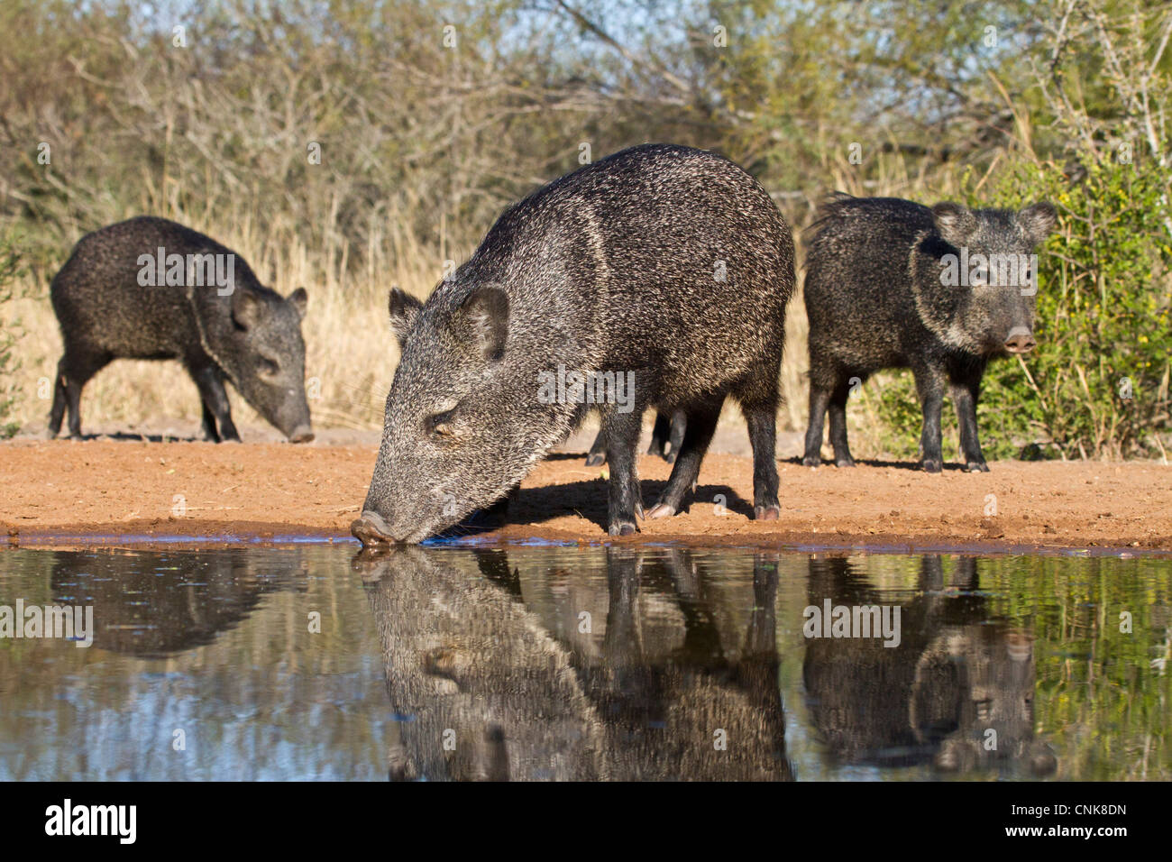 North America, USA, Texas, Starr Co., collared peccary, Pecari tajacu ...