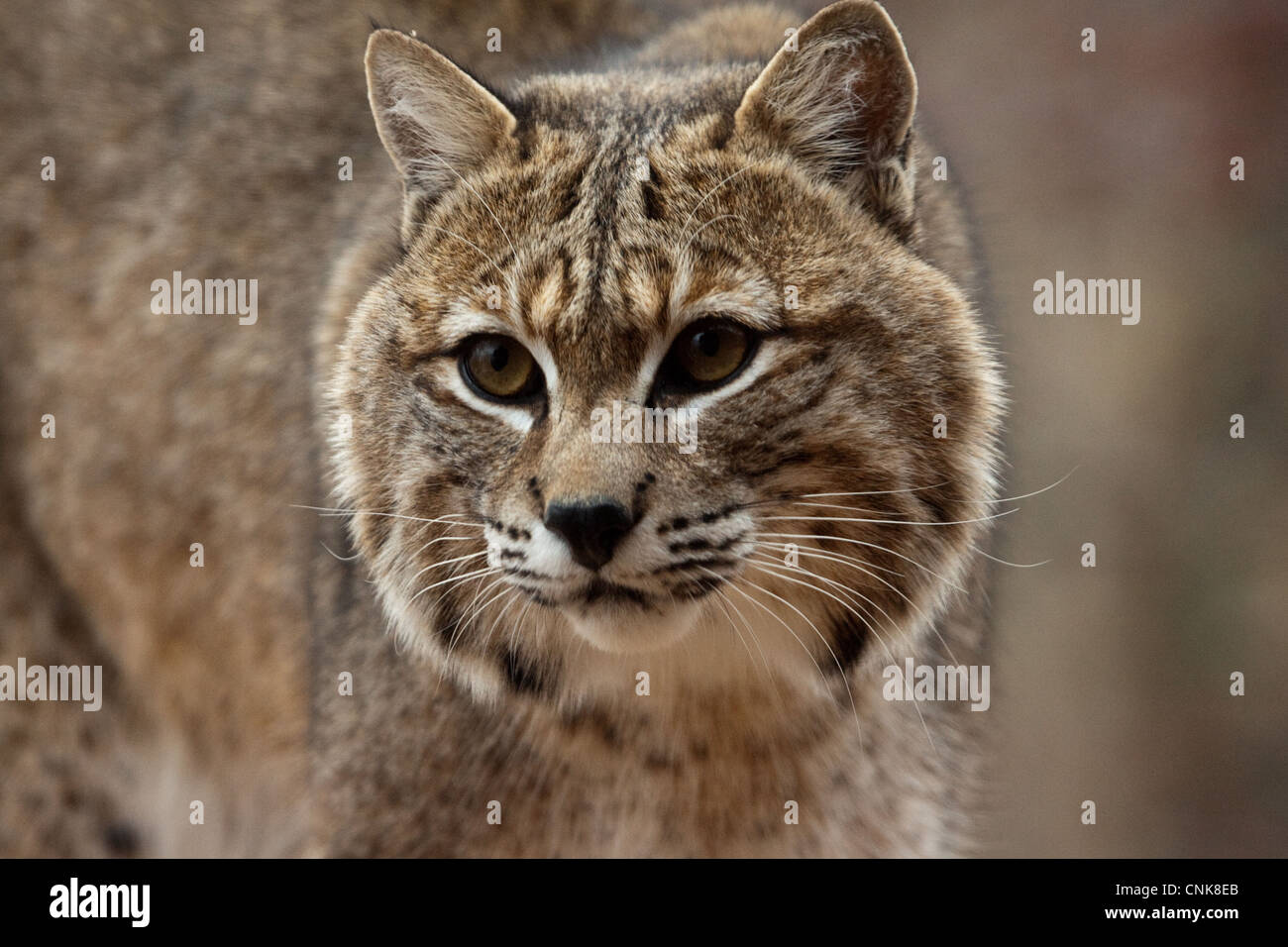 Bob the cat hi-res stock photography and images - Alamy