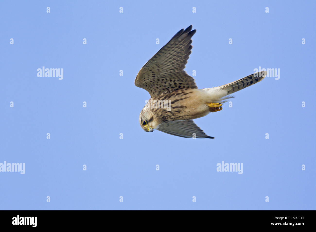 African rock kestrel hi-res stock photography and images - Alamy