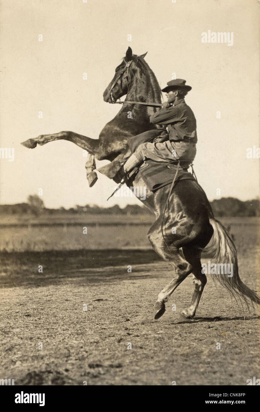 Horses Bucking And Rearing