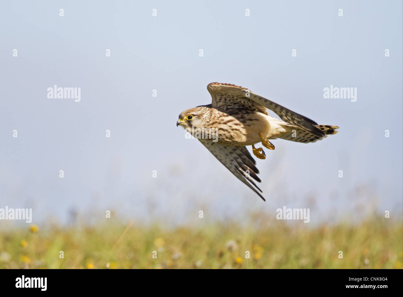 African rock kestrel hi-res stock photography and images - Alamy