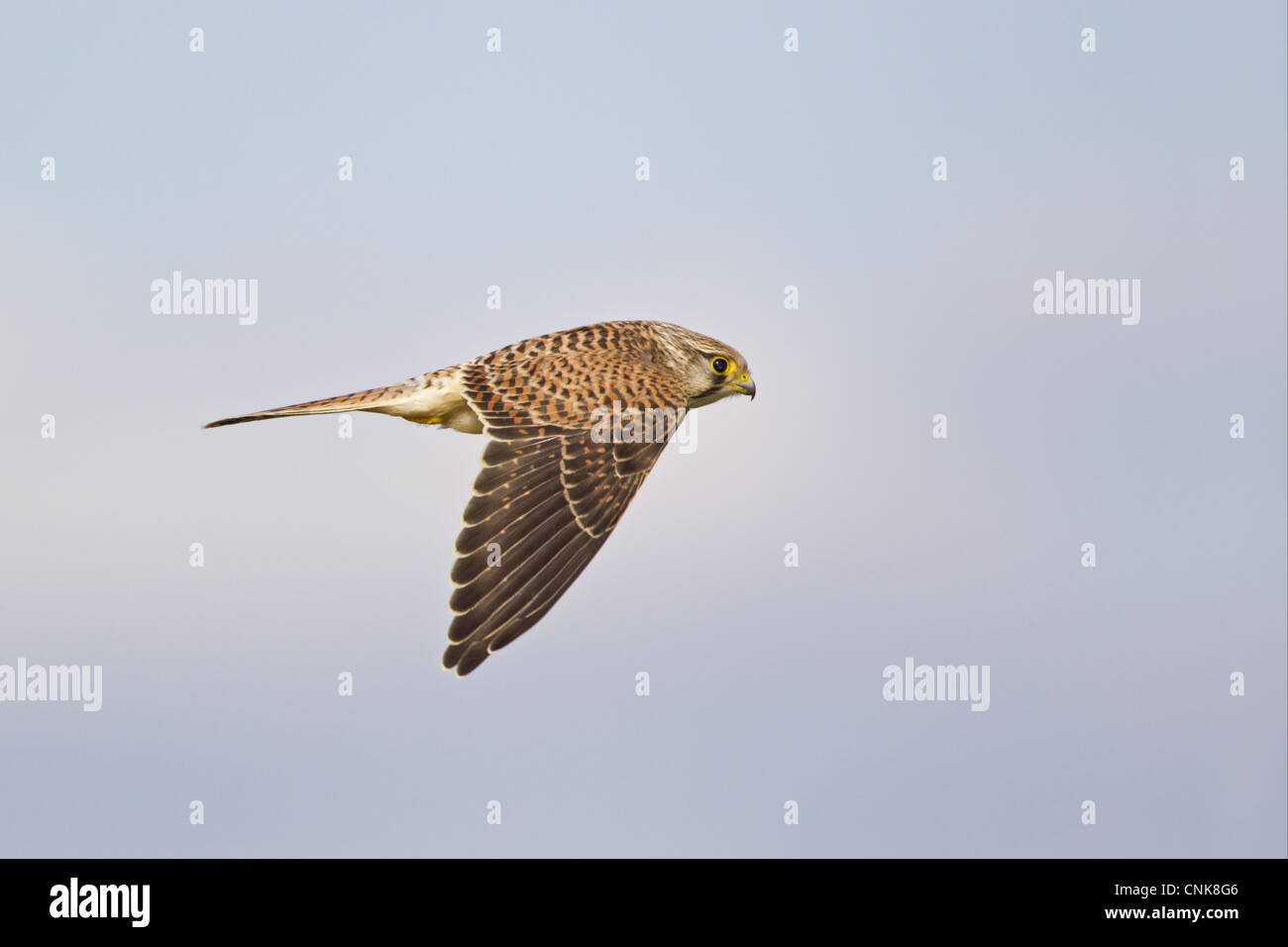 African rock kestrel hi-res stock photography and images - Alamy
