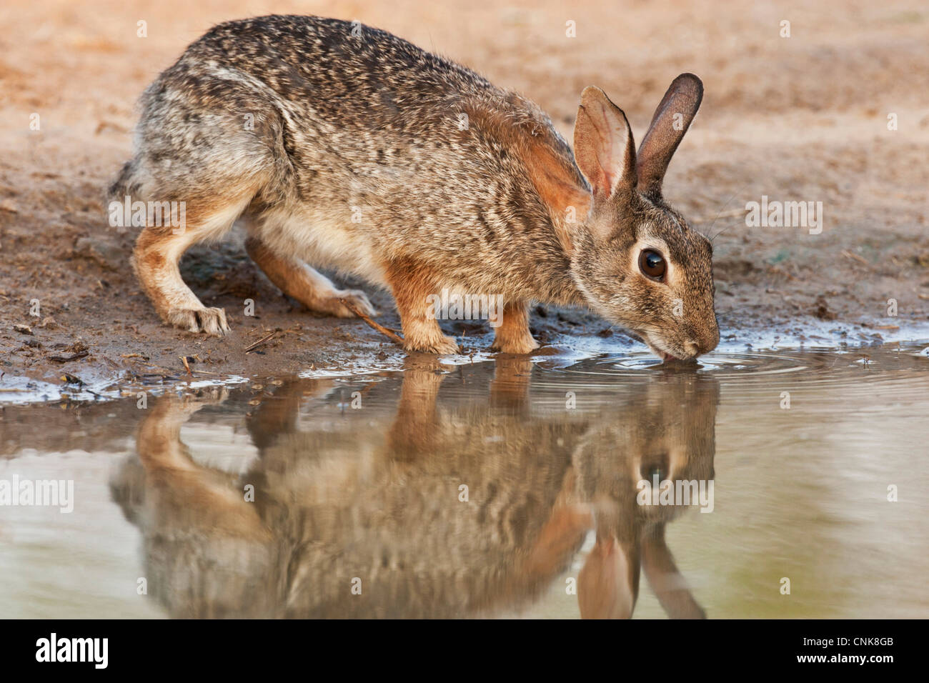 Rabbit drinking water hi-res stock photography and images - Alamy