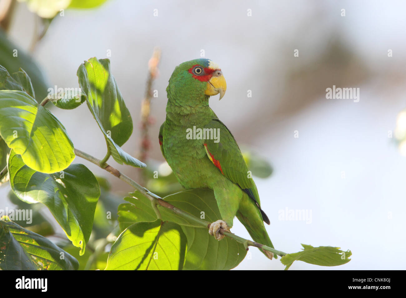 Amazona albifrons hi-res stock photography and images - Alamy