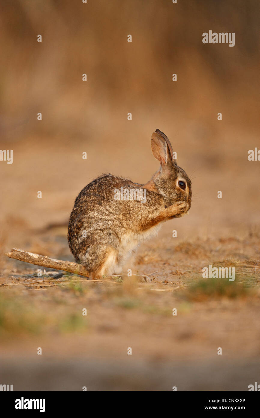 North America, USA, Texas, Starr Co., eastern cottontail (Sylvilagus ...