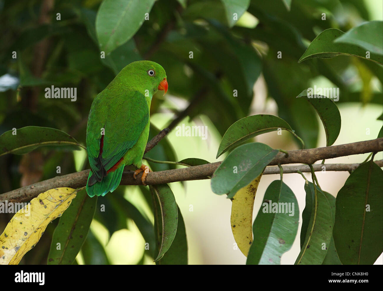 Vernal hanging parrots hi-res stock photography and images - Alamy