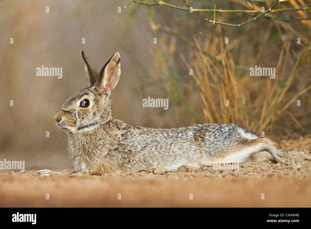 North America, USA, Texas, Starr Co., eastern cottontail (Sylvilagus ...